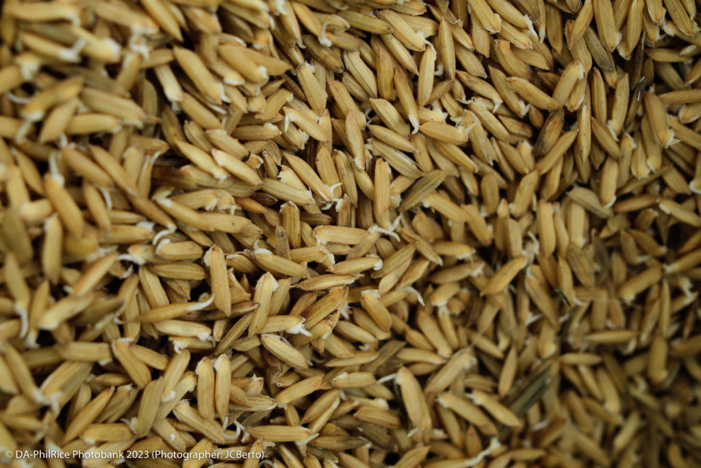 Variety and Seed Selection – PinoyRice Knowledge Bank